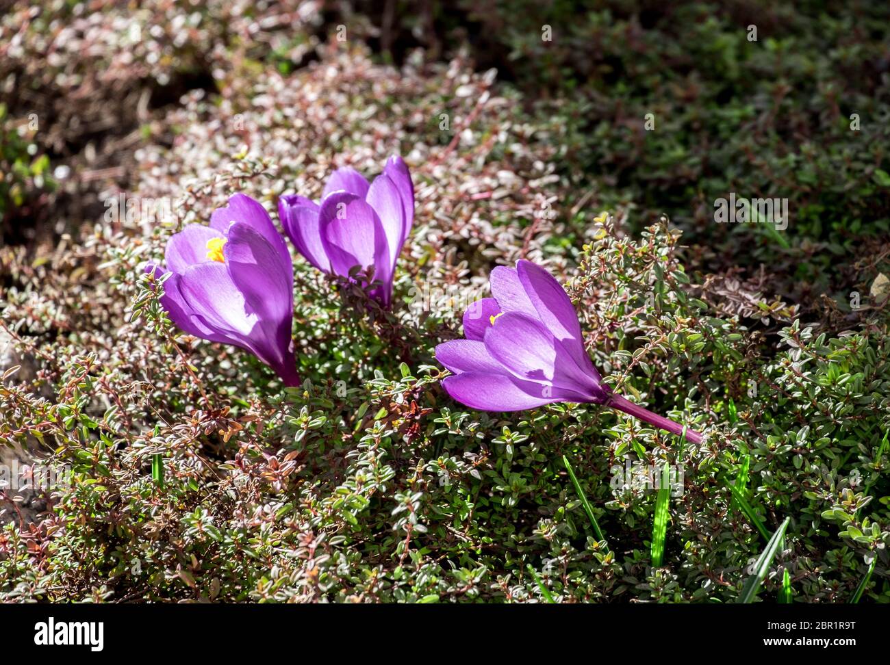 Crocus flowers on the flowerbed Stock Photo - Alamy