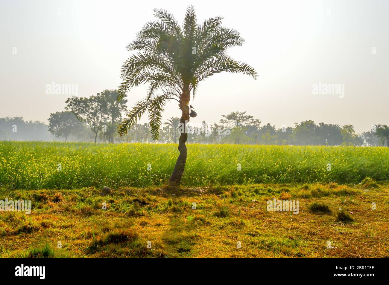 Date palm tree cultivation india hi-res stock photography and images ...