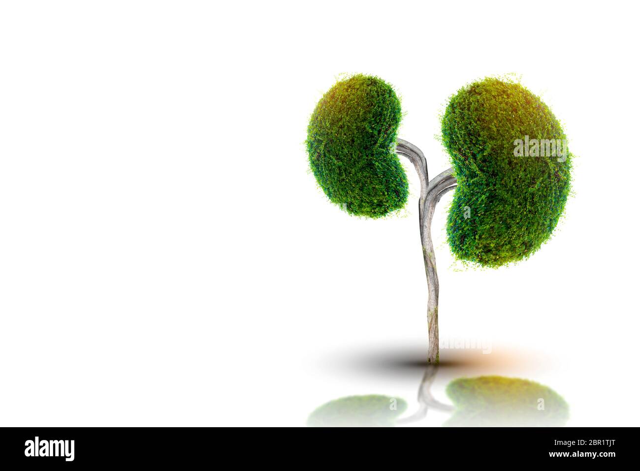 Trees (kidneys), 3D environmental and medical concepts Stock Photo - Alamy