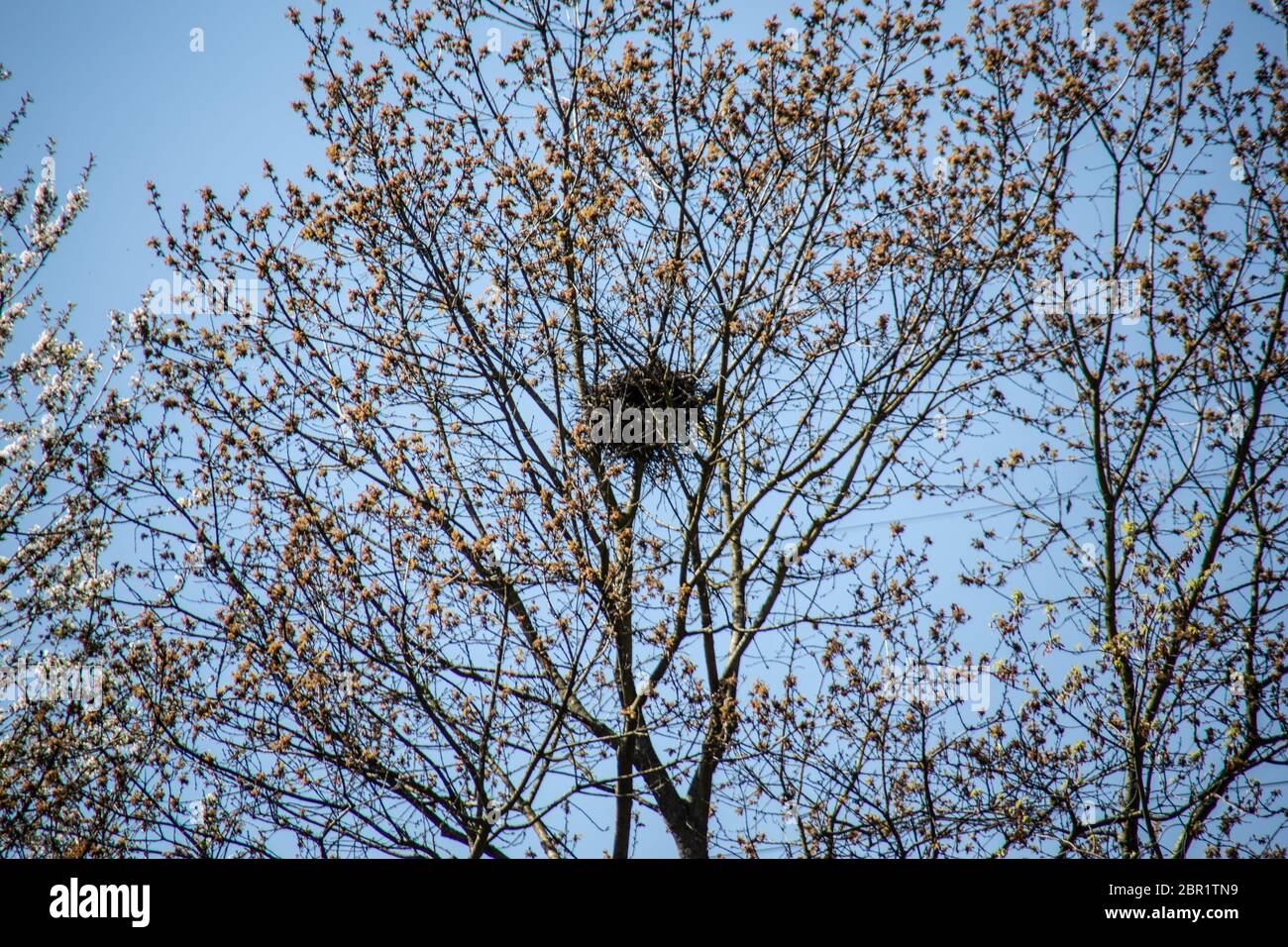 Tree with big crown and bird's nest Stock Photo - Alamy