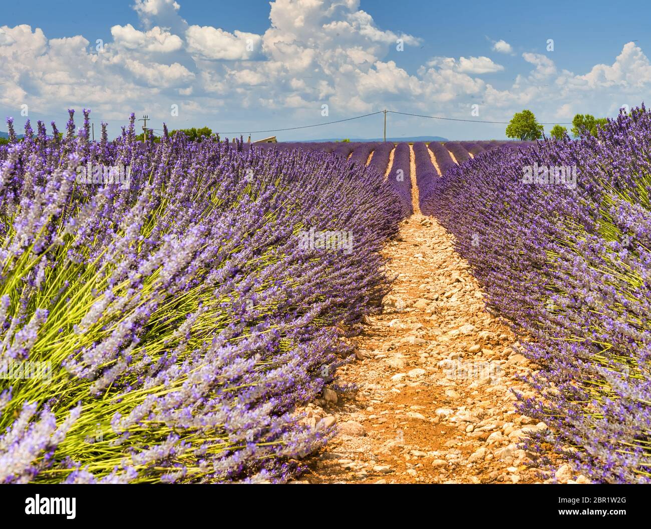 Amazing colorful Lavender Field in Provence. Summer season in France ...