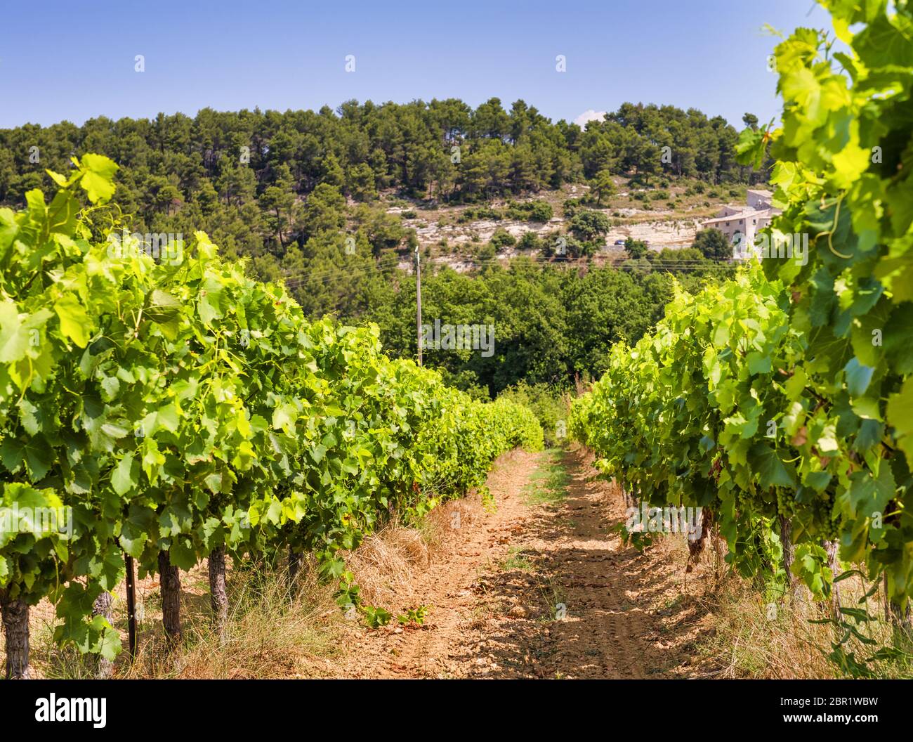 French Vineyard in summer season. Winery in beautiful Provence hills ...