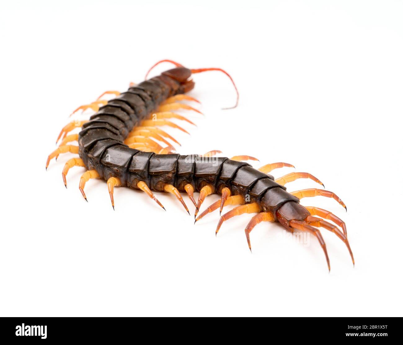 Monster Centipede