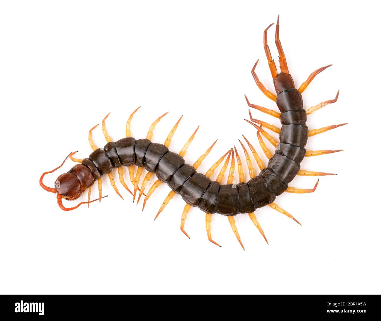 centipede or chilopoda isolated on white background Stock Photo - Alamy