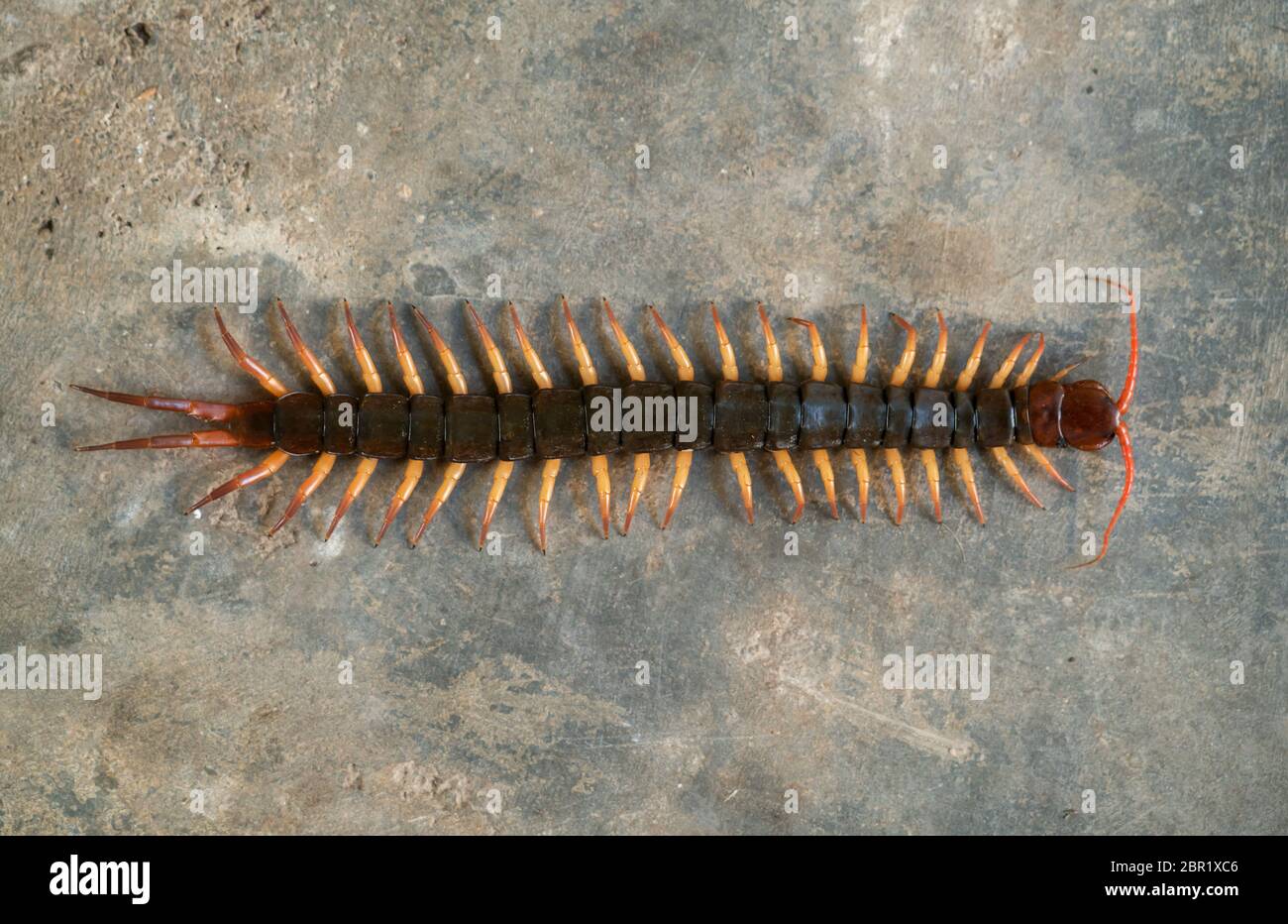 giant centipede or chilopoda on the cement floor Stock Photo - Alamy
