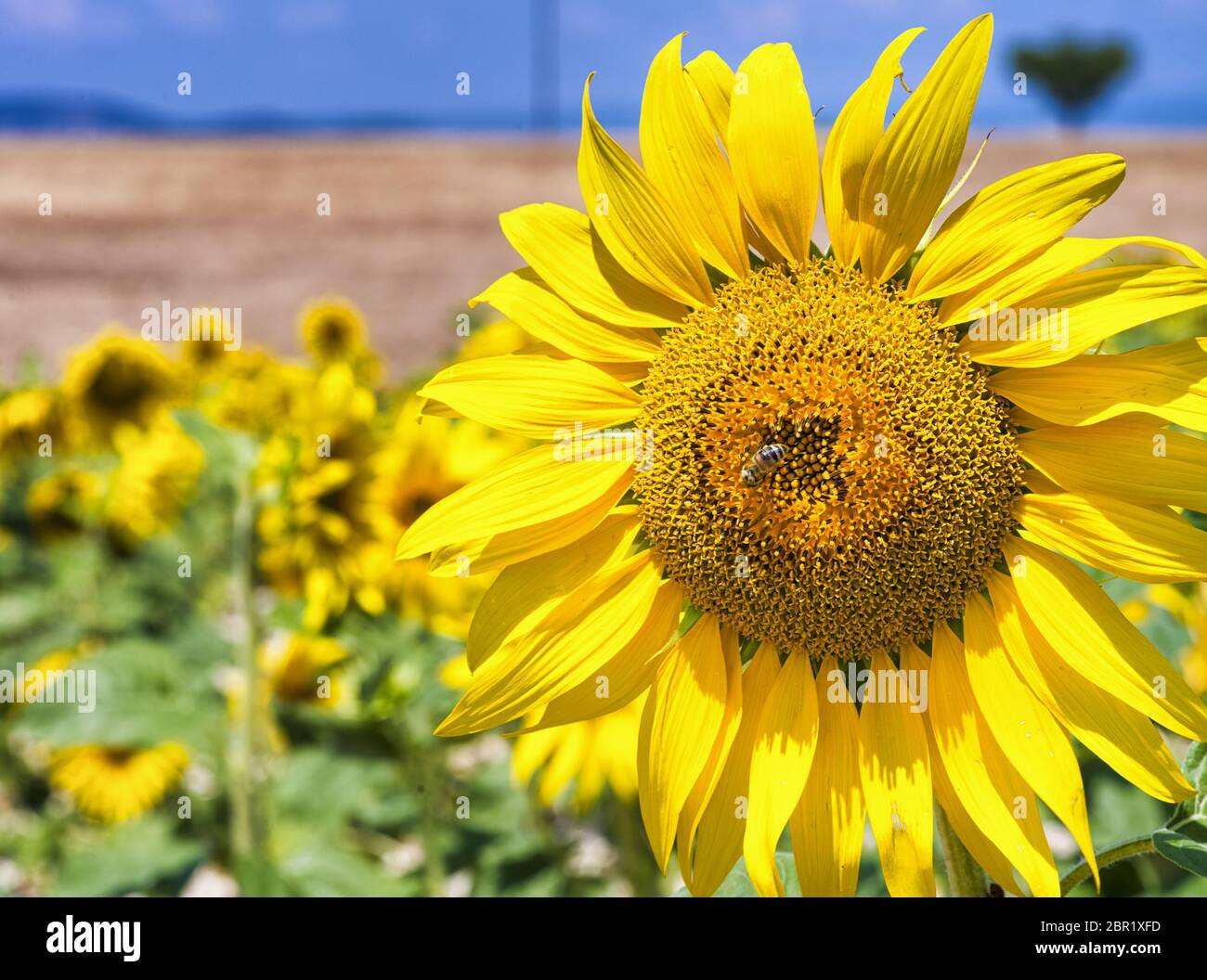 Amazing yellow colors of a French sunflowers meadow in summer season ...
