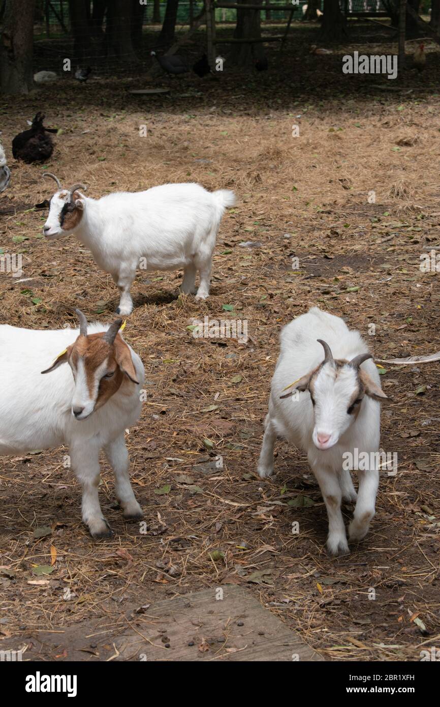 three farm goats Stock Photo - Alamy