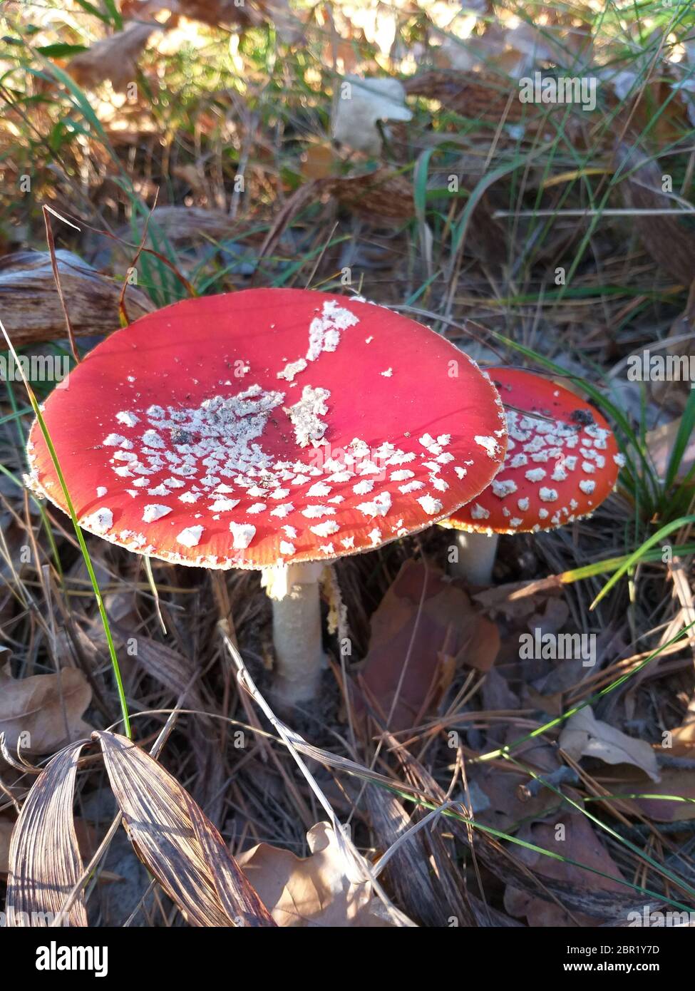 Fly agaric, poisonous fungus with red cap in forest, with green grass ...
