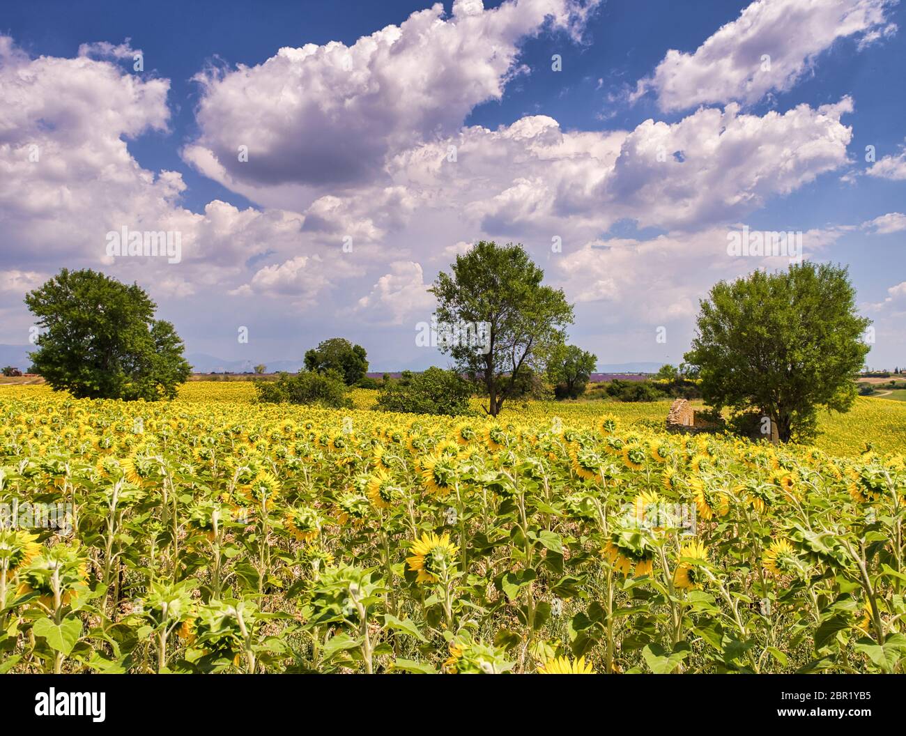 Amazing yellow colors of a French sunflowers meadow in summer season ...