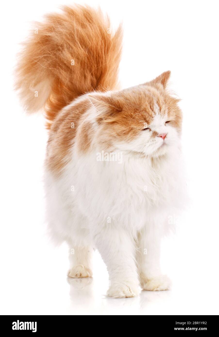 Cute red playful cat. Pets, animals and cats concept - Purebred ...