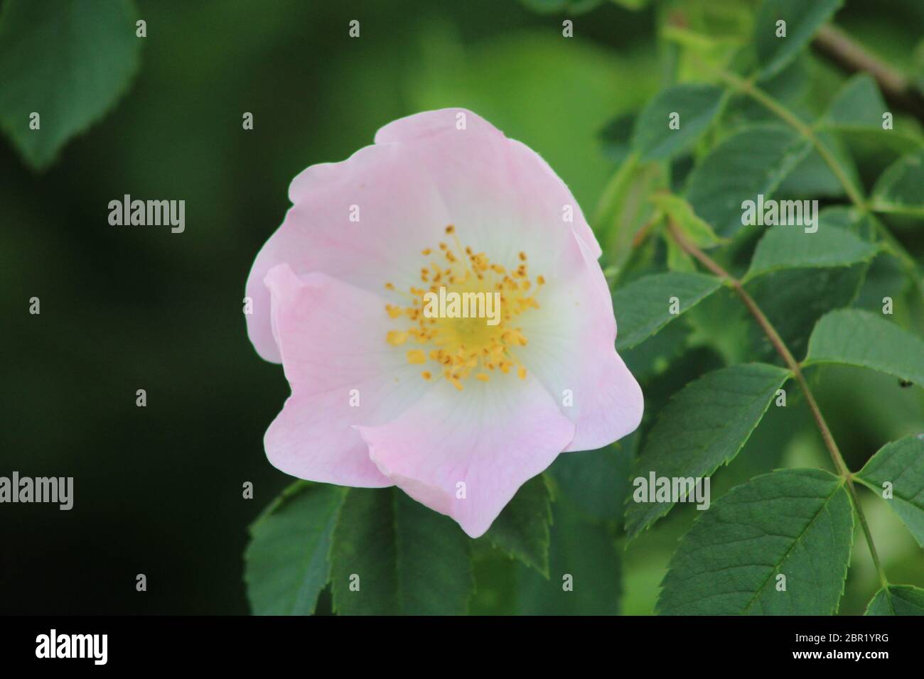 Singular blossom hi-res stock photography and images - Alamy