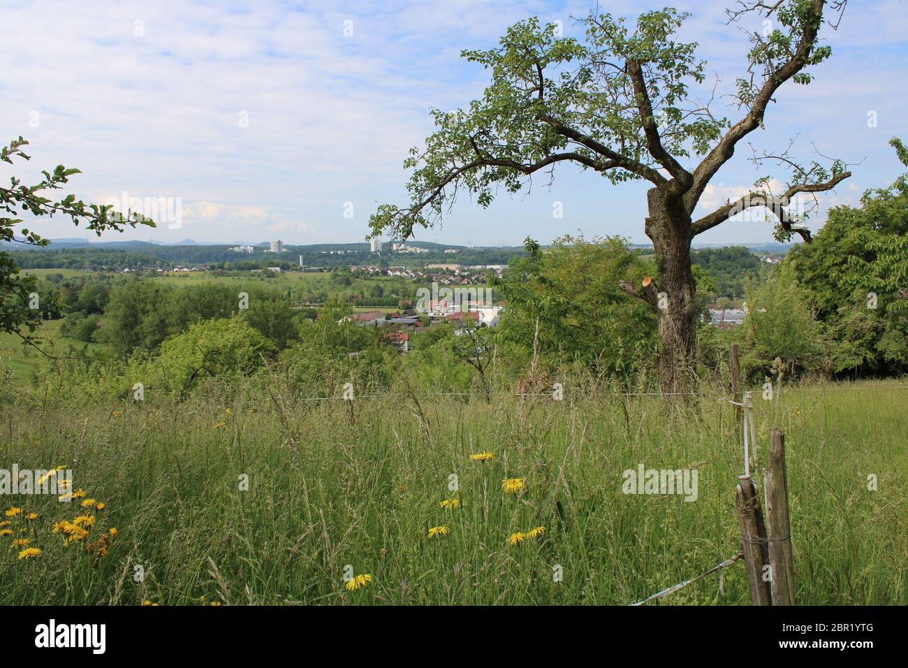 striking tree in a landscape Stock Photo - Alamy