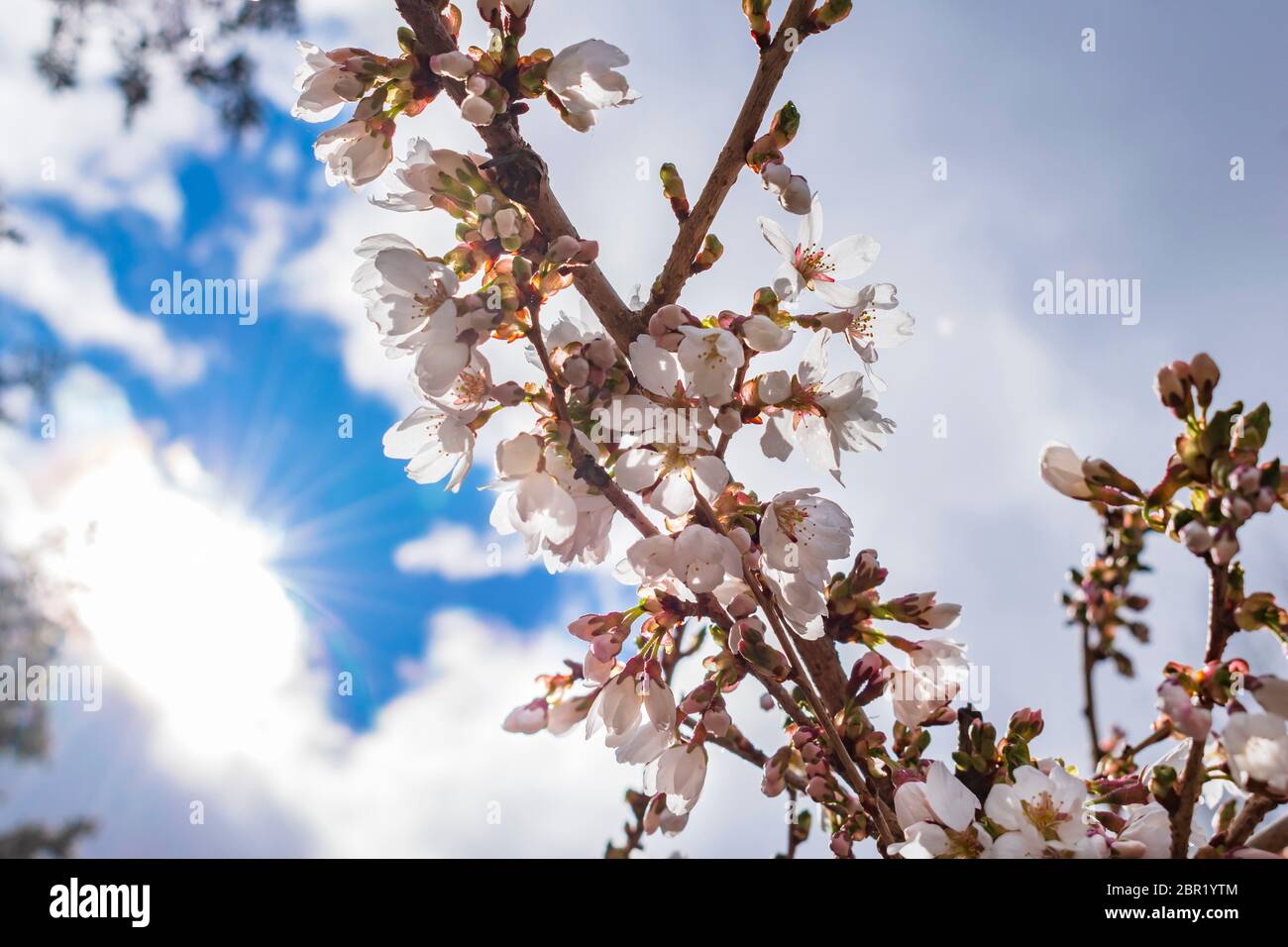 White Weeping Cherry Tree High Resolution Stock Photography and Images ...