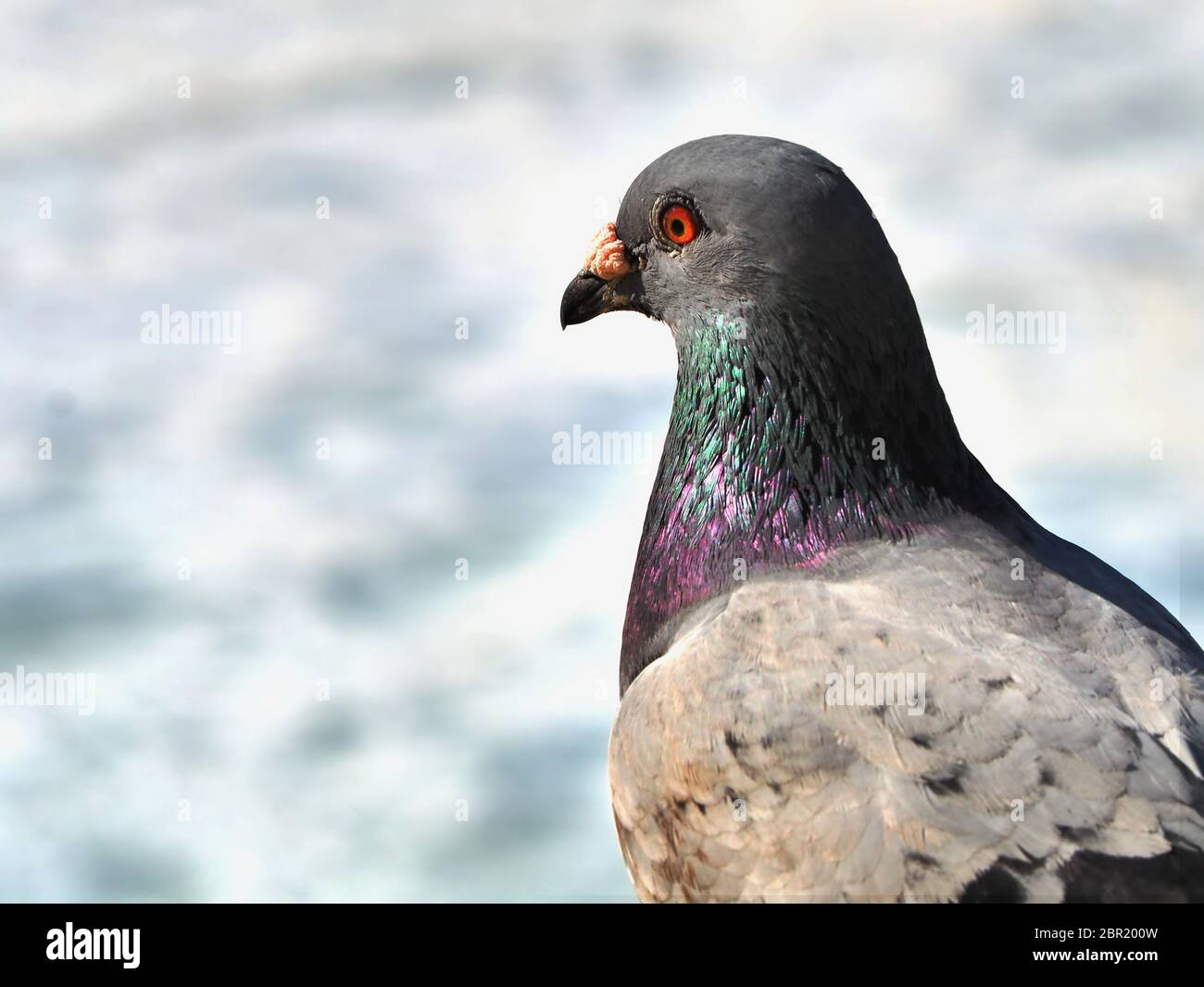 Green shiny head and neck hi-res stock photography and images - Alamy