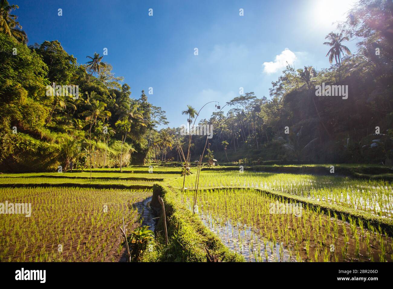 Rice Fields Near Ubud in Indonesia Stock Photo - Alamy