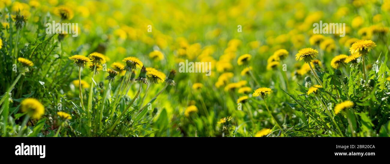 yellow field of dandelions banner spring summer season. Nature scenery ...