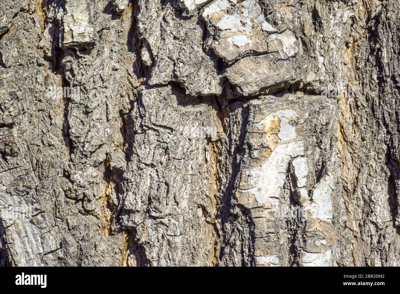 Maple bark texture photo brown for the background. using old tree for ...