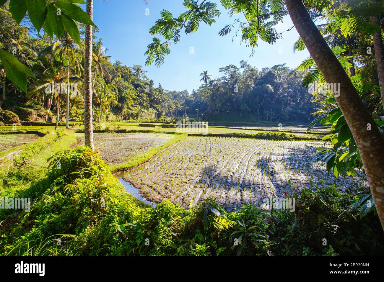 Rice Fields Near Ubud in Indonesia Stock Photo - Alamy