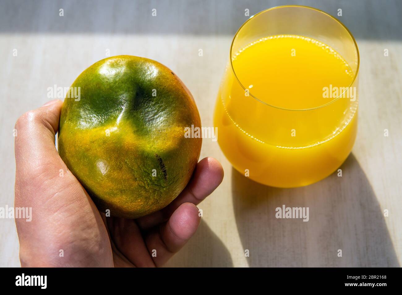 Fashion ugly organic mango. Deformed with a damaged, ugly skin ...