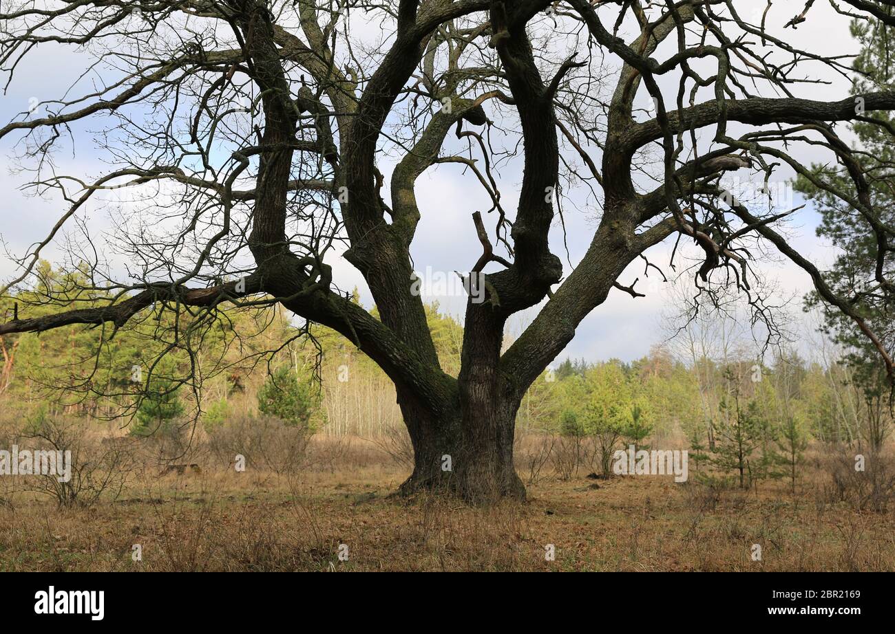Majestic oak tree hi-res stock photography and images - Alamy