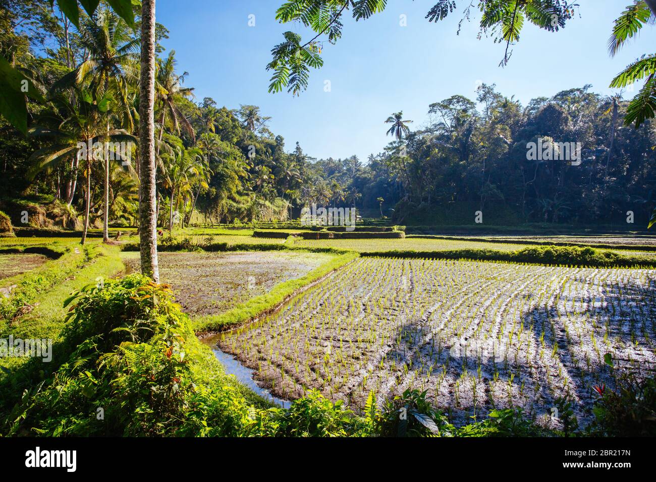 Rice Fields Near Ubud in Indonesia Stock Photo - Alamy