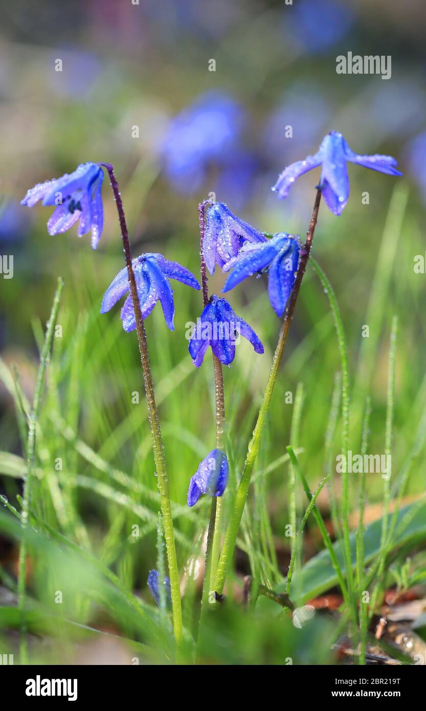 small nice wild blue scilla bifolia flowers with water drops Stock ...