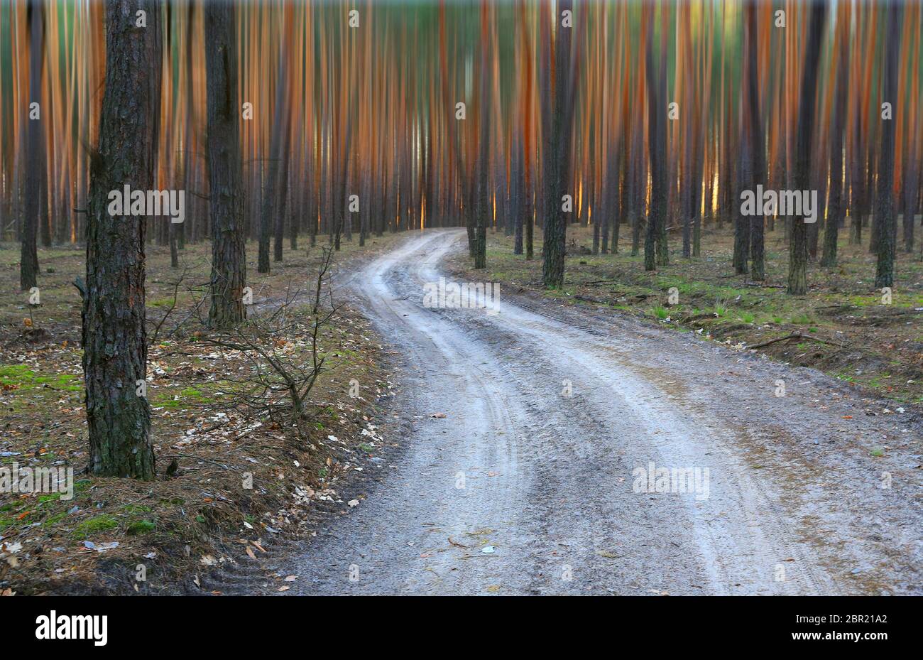 landscape with dirt road in magic forest Stock Photo - Alamy