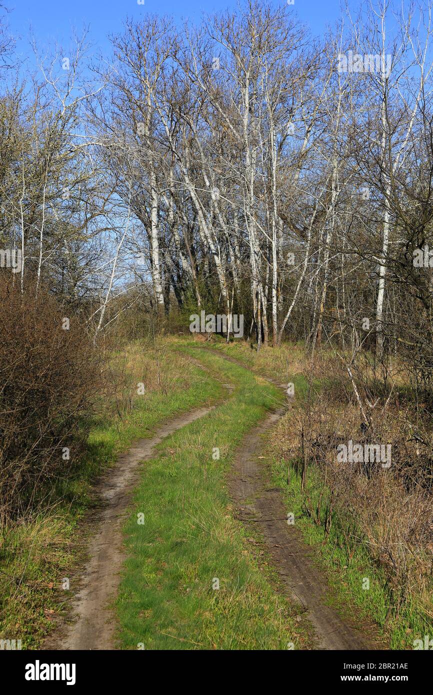 landscape with rut road in spring forest Stock Photo - Alamy