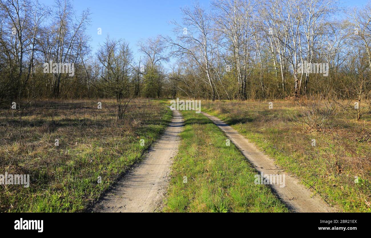 landscape with dry rut spring road in forest Stock Photo - Alamy