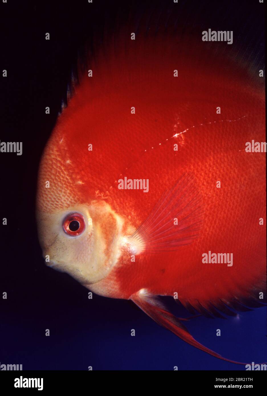 Super Red Melon Discus