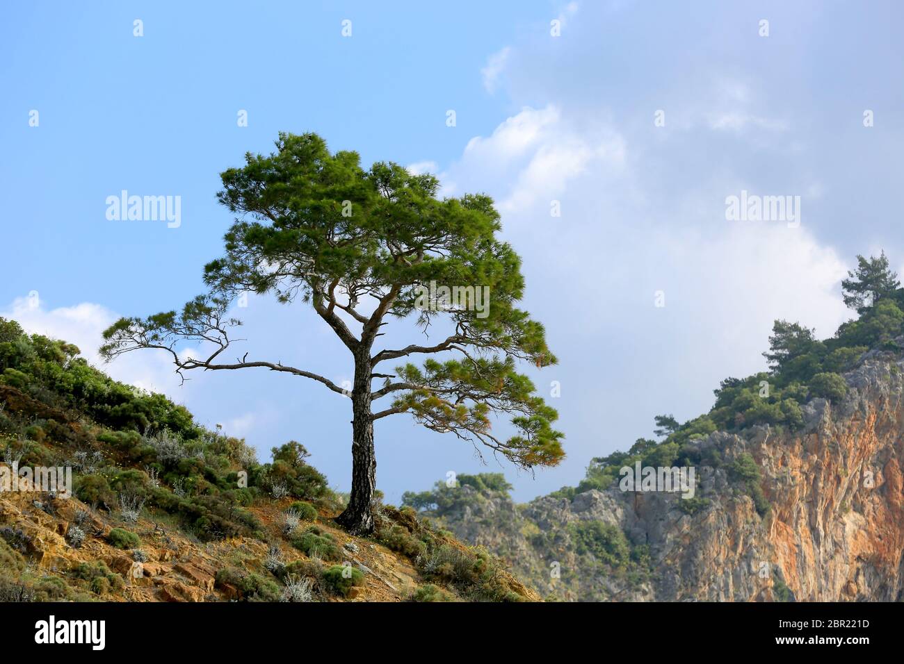 Landscape with alone pine tree on mountain slope Stock Photo - Alamy