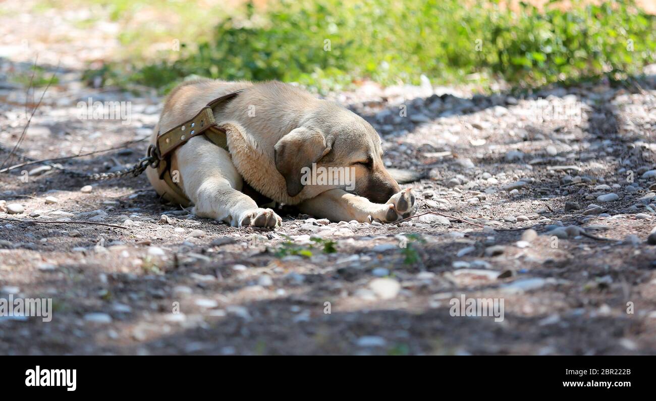 Leash guard hi-res stock photography and images - Alamy