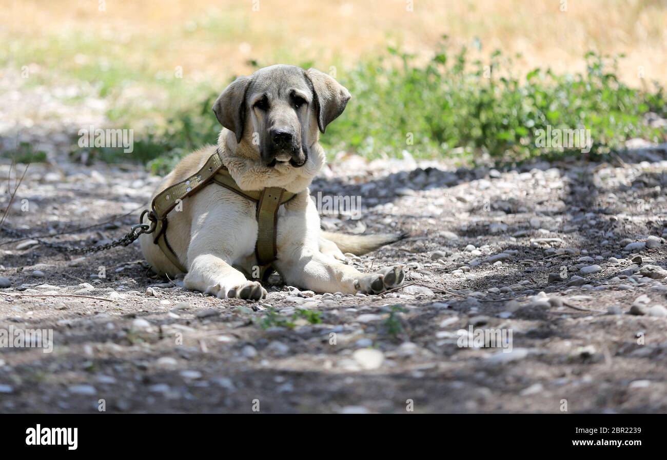 Look of serious dog on leash Stock Photo - Alamy