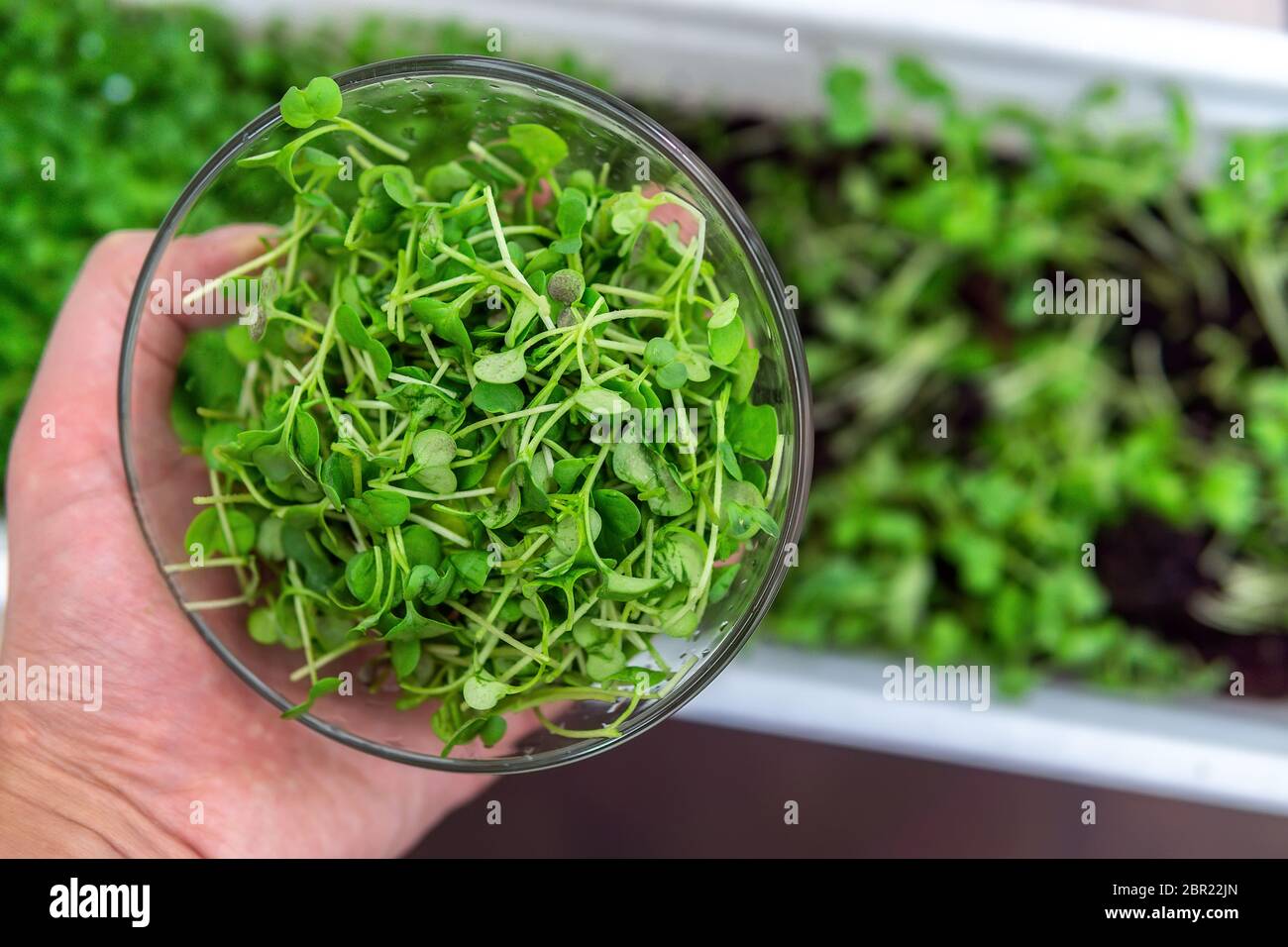 microgreen or Sprouts are raw living sprout vegetables germinated from ...