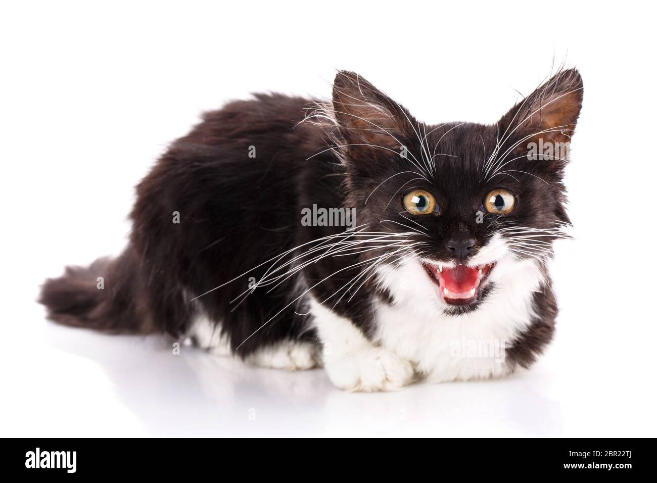 The cat is smiling. Kitten with fluffy mustache isolated on white ...