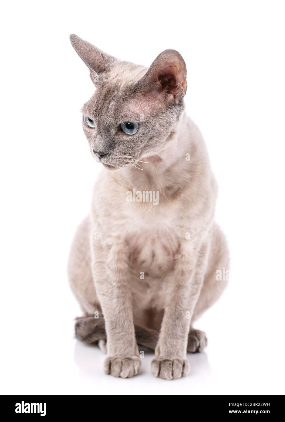 Devon-rex breed cat sits on a white background Stock Photo - Alamy