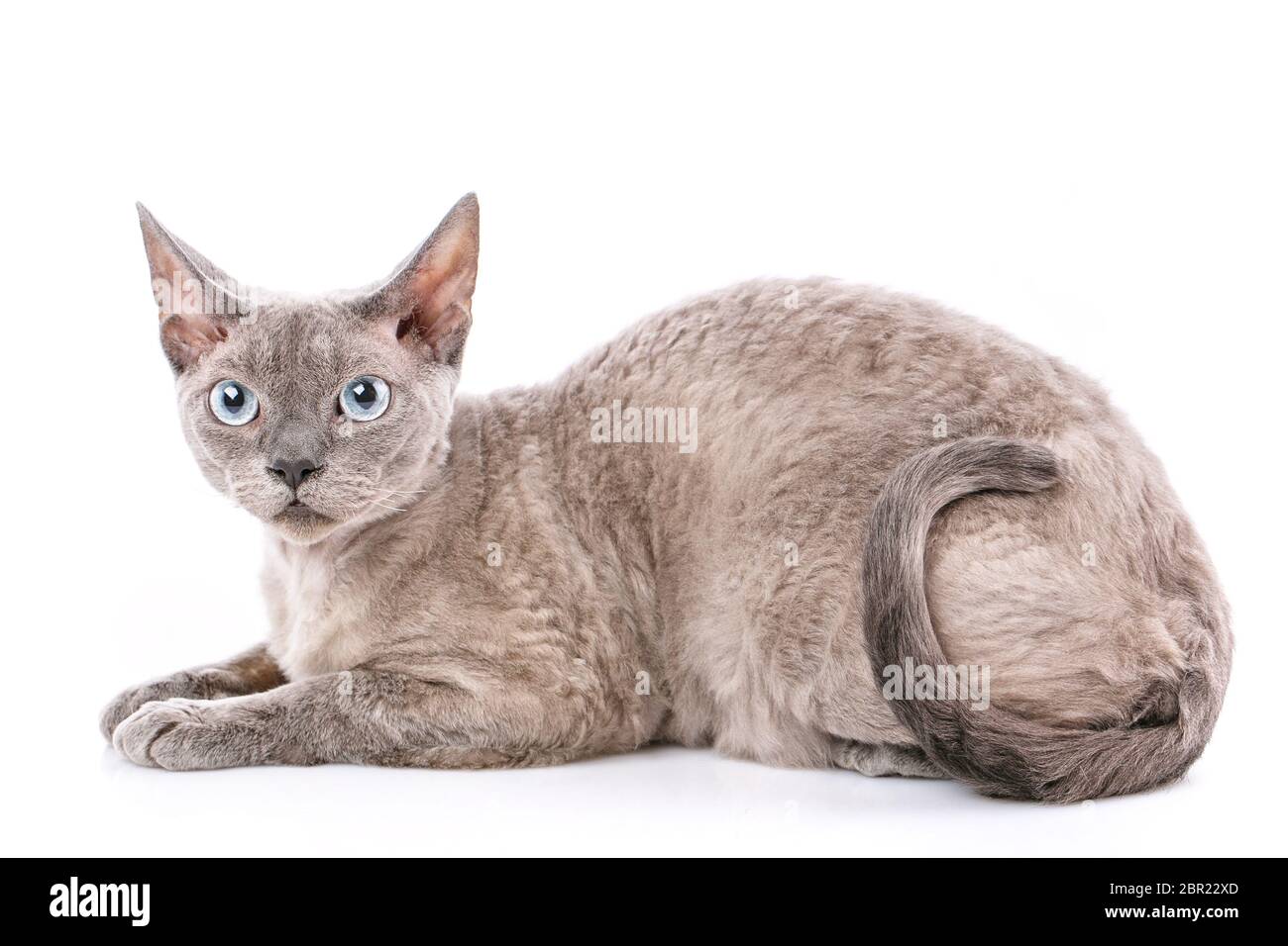 Pure-bred devon rex cat portrait on white background Stock Photo - Alamy