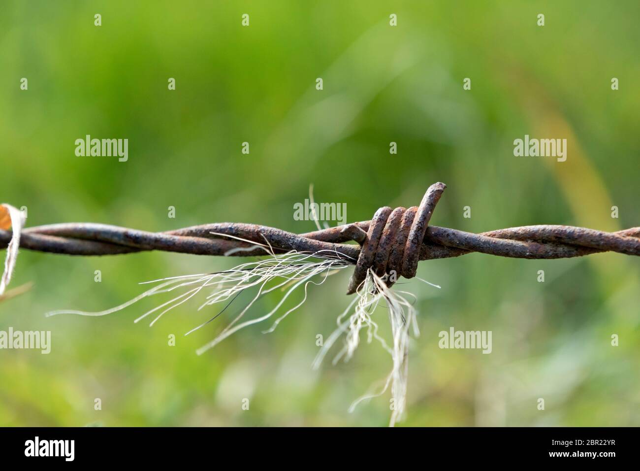 Barbed wire hair hi-res stock photography and images - Alamy