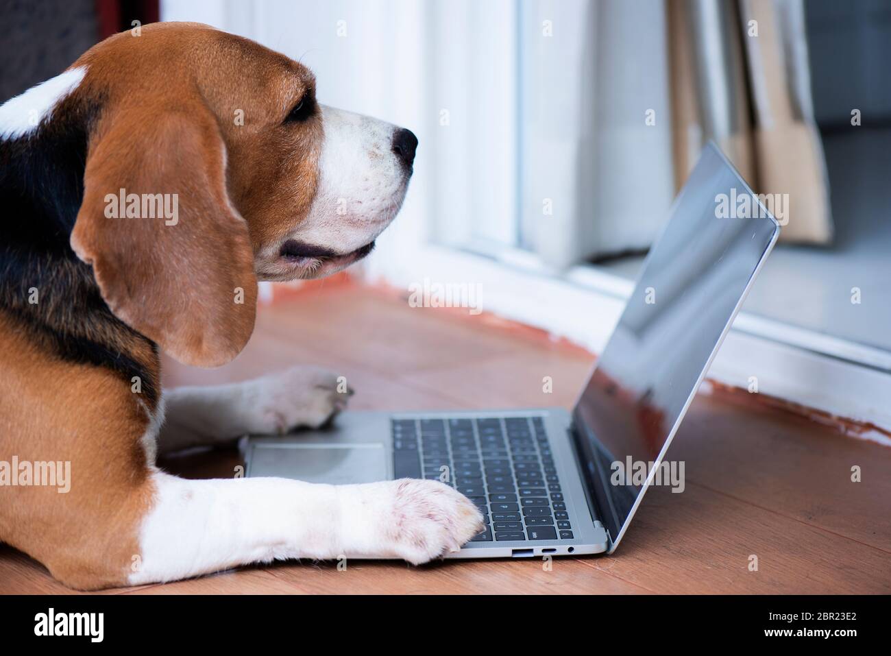 Beagle dogs work in the office at the computer. Concentrate and look at ...