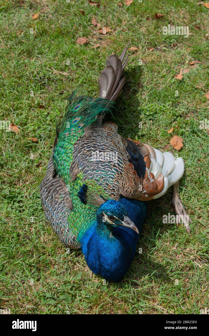 Turkey Peacock Hybrid