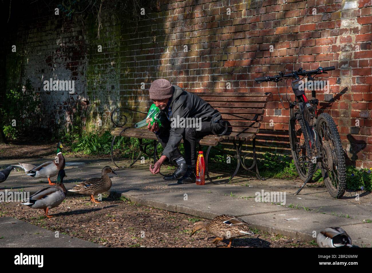 Man feeding ducks from his hand ifrom a park bench Stock Photo - Alamy