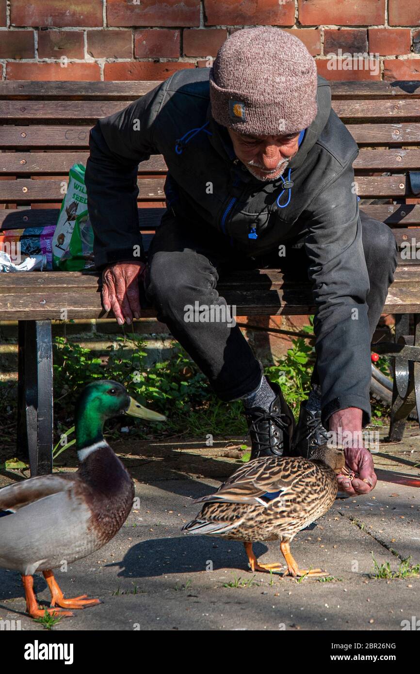 Man feeding ducks from his hand ifrom a park bench Stock Photo - Alamy