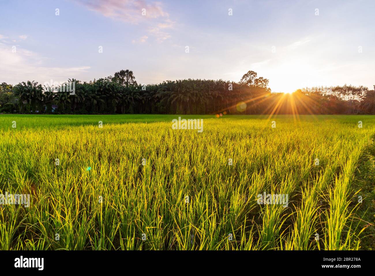 Rice field with sunrise or sunset and sunbeam flare over the sun in ...
