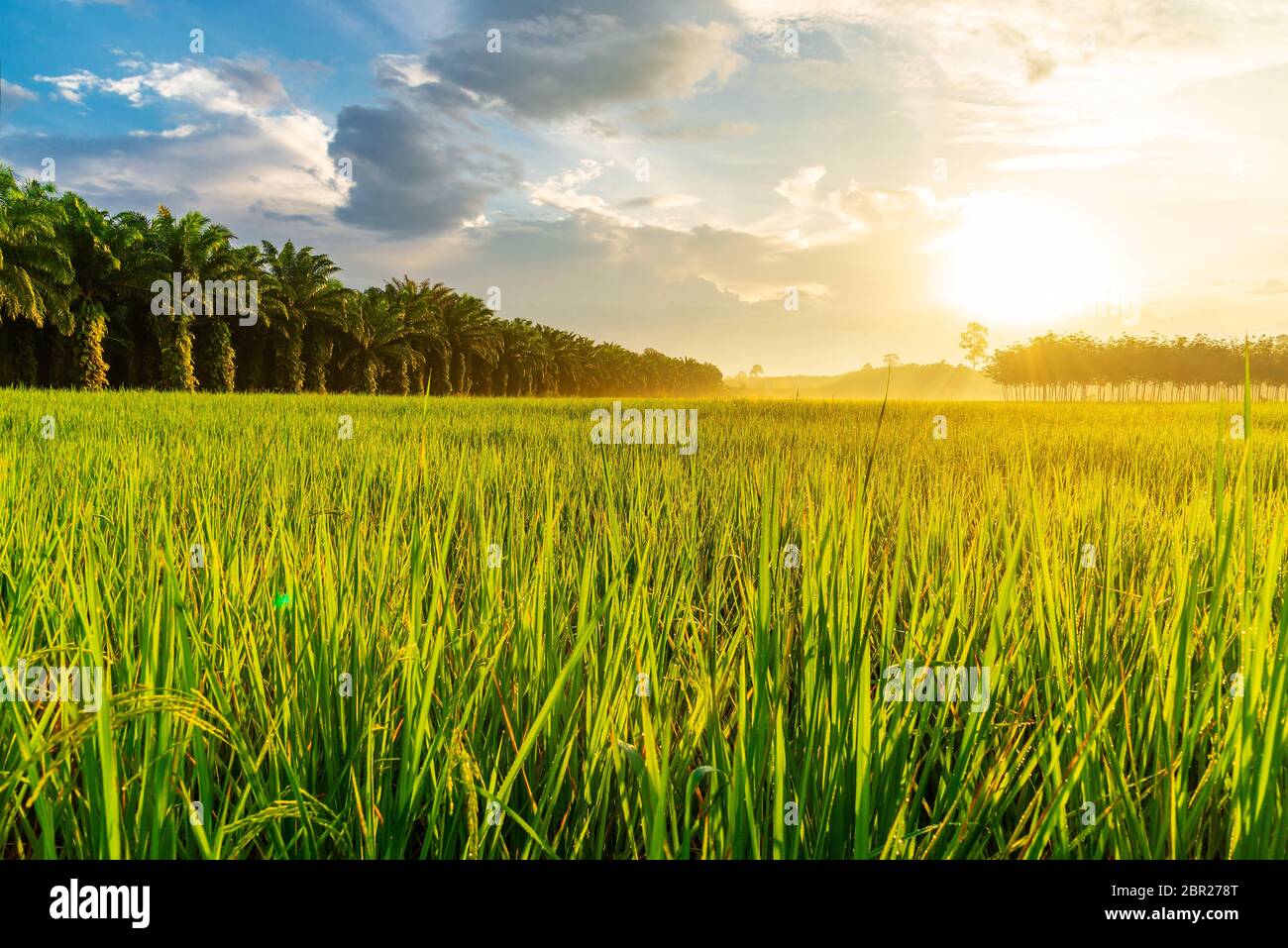 Rice field with sunrise or sunset over the sun in moning light Stock ...