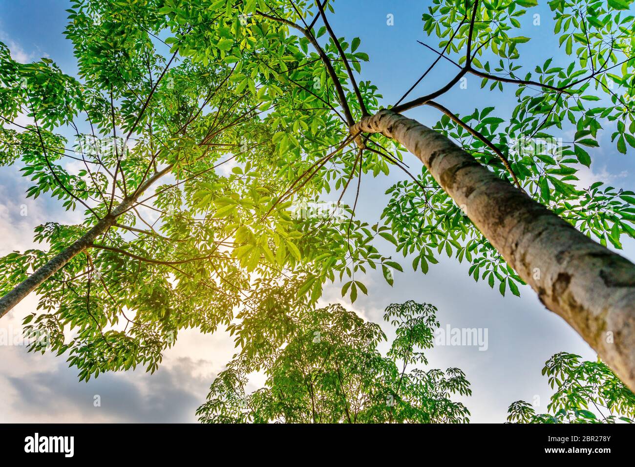 Plantation latrx rubber or para rubber tree or tree rubber with leaves ...