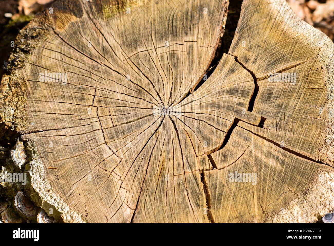 Tree trunk texture. Tree trunk texture Stock Photo - Alamy