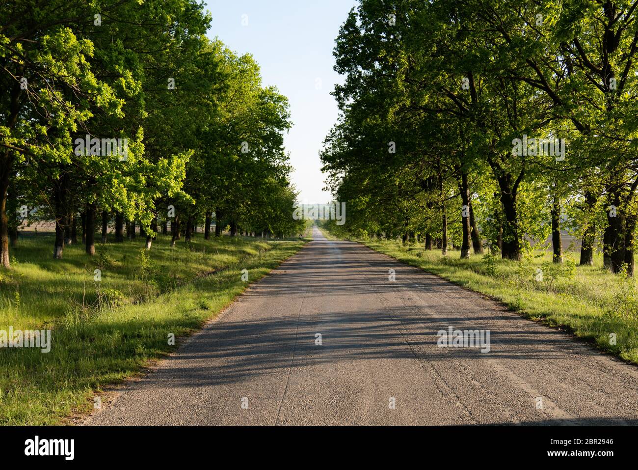 Narrow line of forest asphalt road hidden between the trees Stock Photo ...