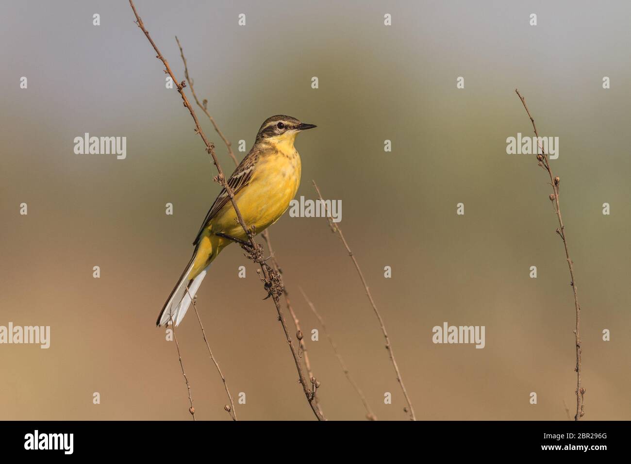 Yellow wagtail warble hi-res stock photography and images - Alamy