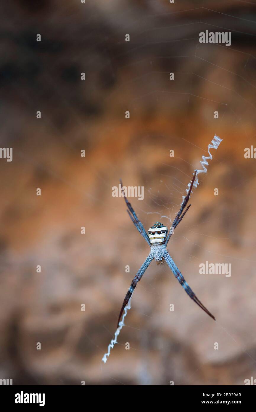 Spiders of southeast asia hi-res stock photography and images - Alamy