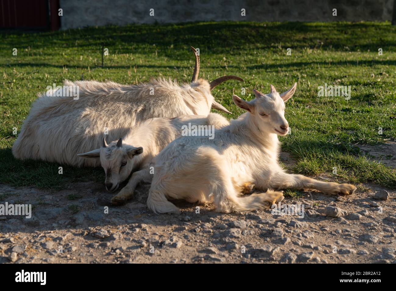 Goats on family farm. Goat with her cubs on the farm. Family of a ...